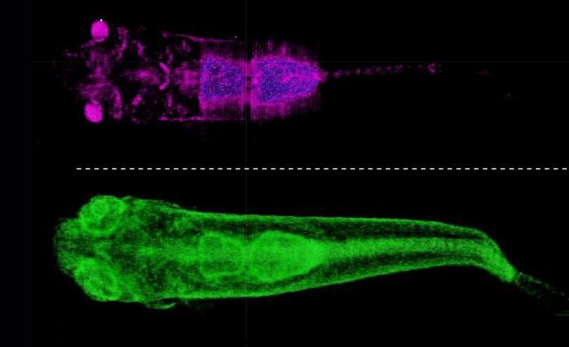 Zebravissen beter in beeld | Verdieping | ScienceLink