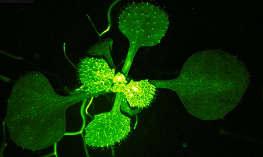 Plant communication visualised | International | ScienceLink