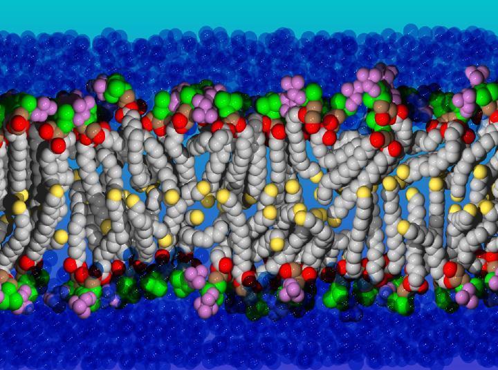 Symeres krijgt hoger vetgehalte | Nieuws | ScienceLink