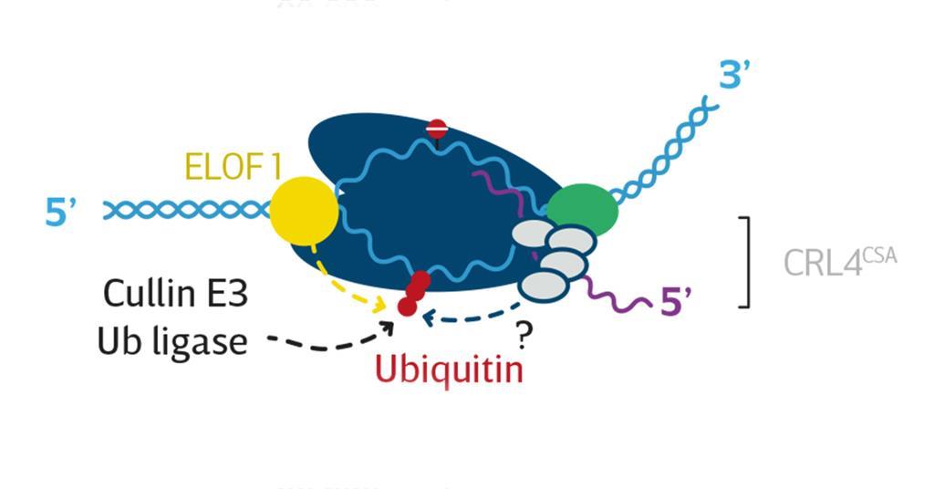 ELOF1 blijkt dirigent van DNA-herstel | Verdieping | ScienceLink