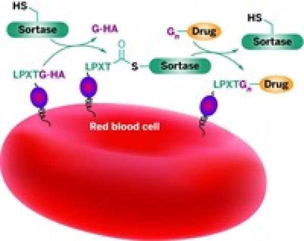 Rode bloedcel draagt medicijn | Nieuws | ScienceLink