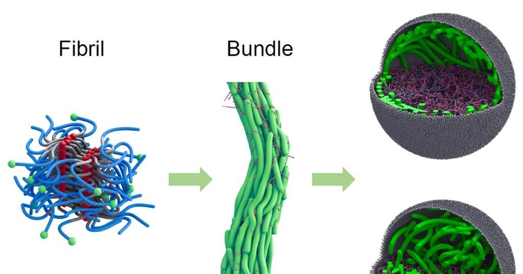Polymer skeleton keeps artificial cell in shape | International ...