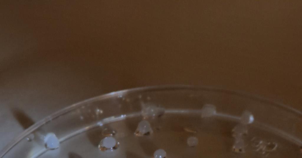 Blue bead parade | International | ScienceLink