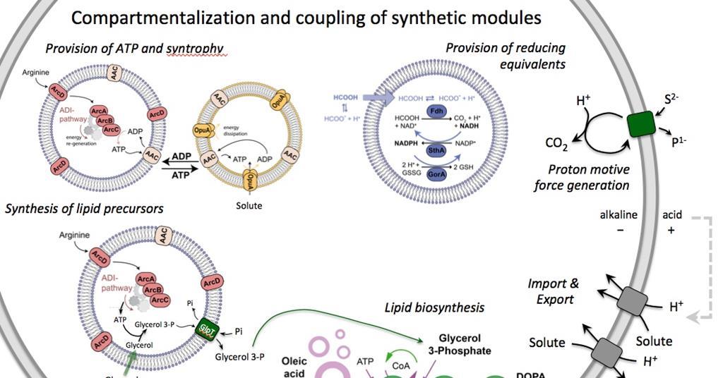 Van losse onderdelen naar een levende cel | Verdieping | ScienceLink