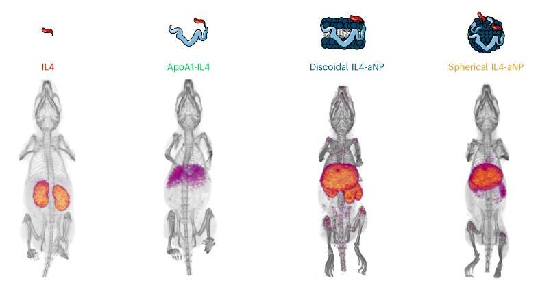 Deploying paradoxical activity of IL-4 via fusion protein technology ...
