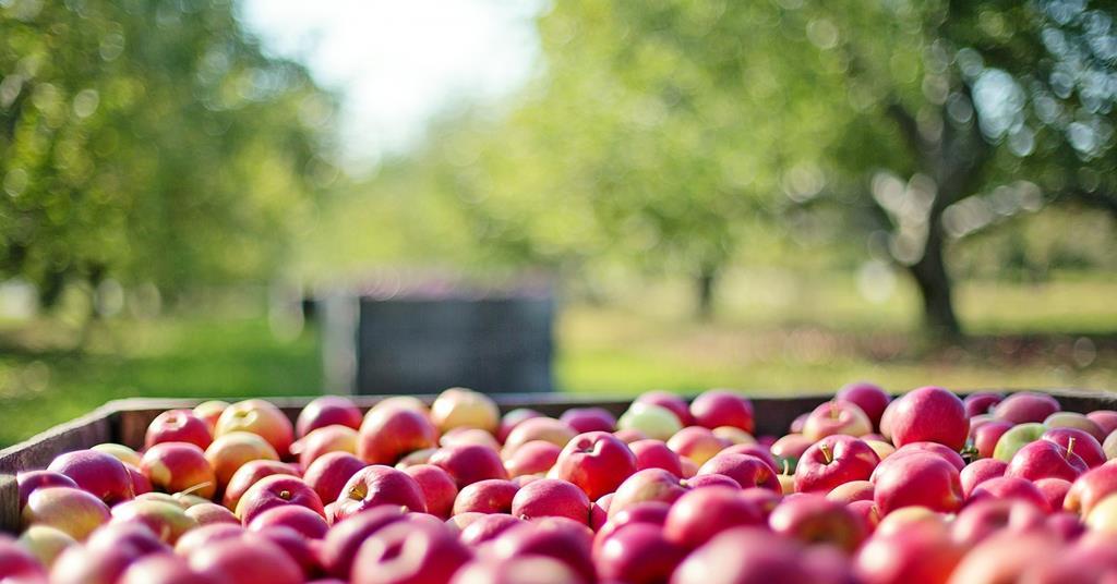 Sensor for ammonia from apple waste | International | ScienceLink