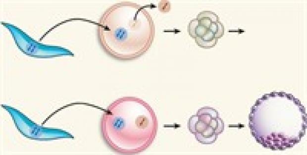 Triploïde menselijke kloon | Nieuws | ScienceLink