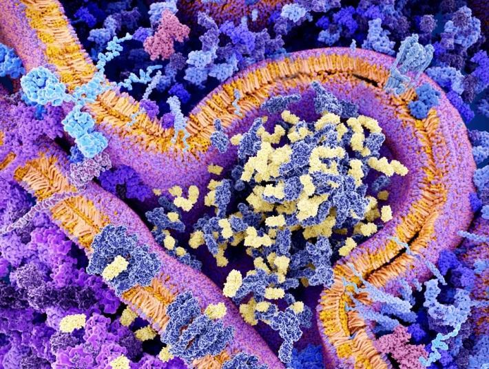 In Beeld: T-cellen detoxen | Nieuws | ScienceLink