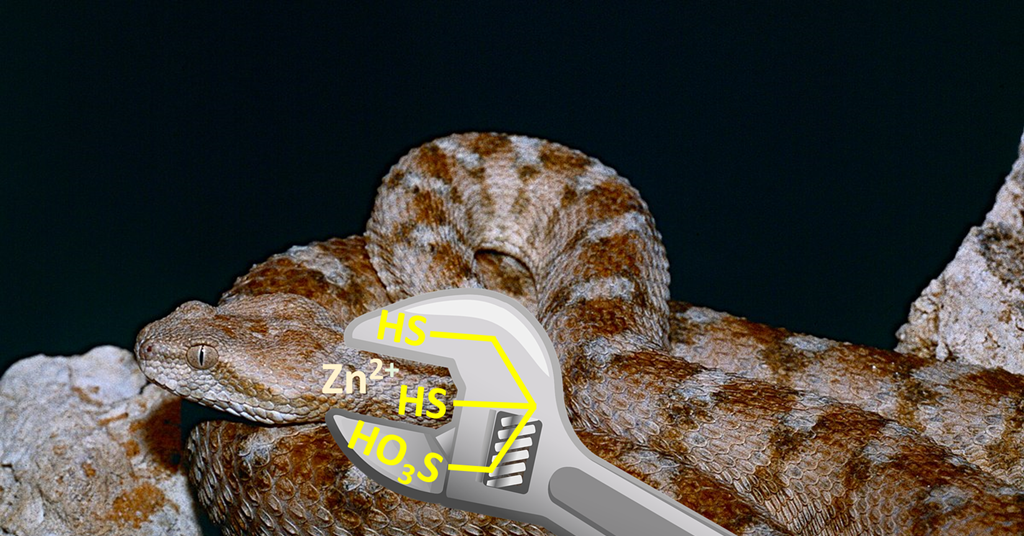 Slangengif in de tang | Nieuws | ScienceLink