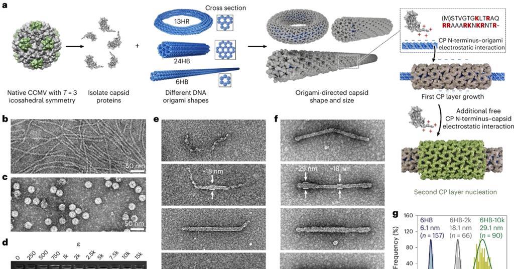 Folding virus coats | International | ScienceLink