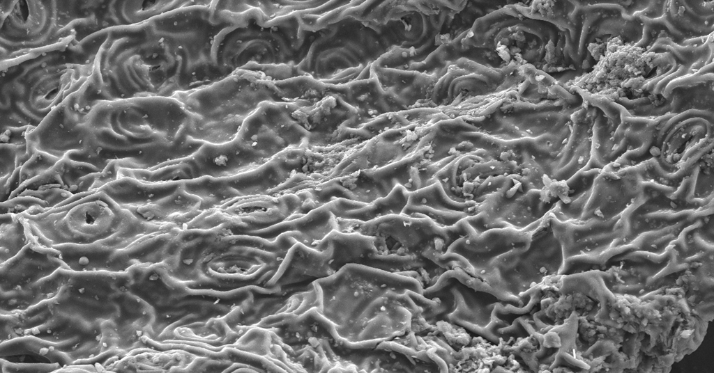S(tea)ping against metals | International | ScienceLink