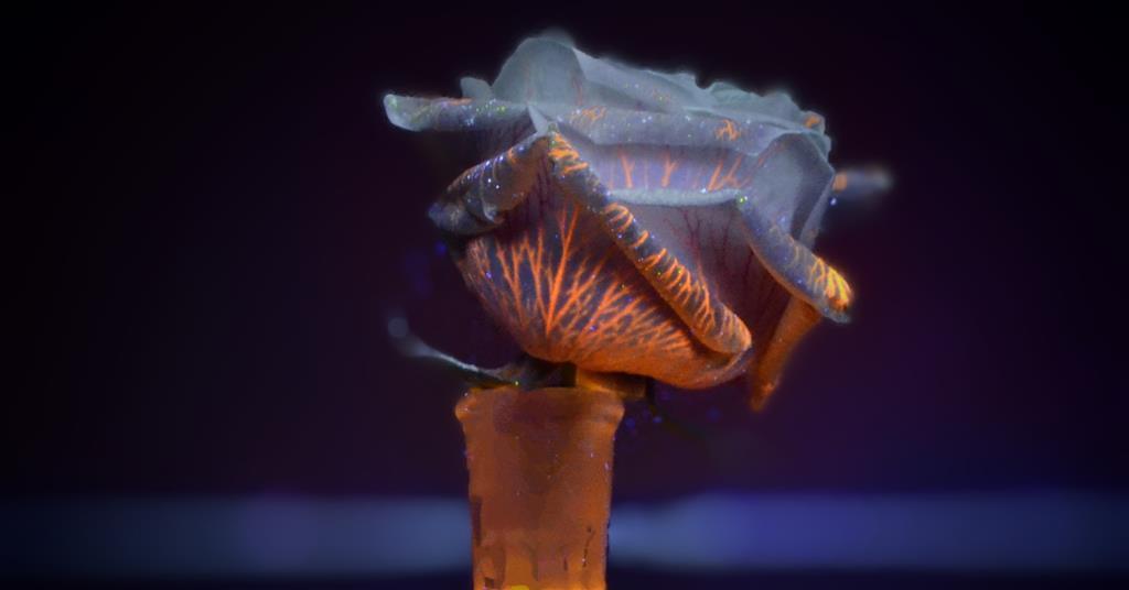 Children’s experiment for adults | International | ScienceLink