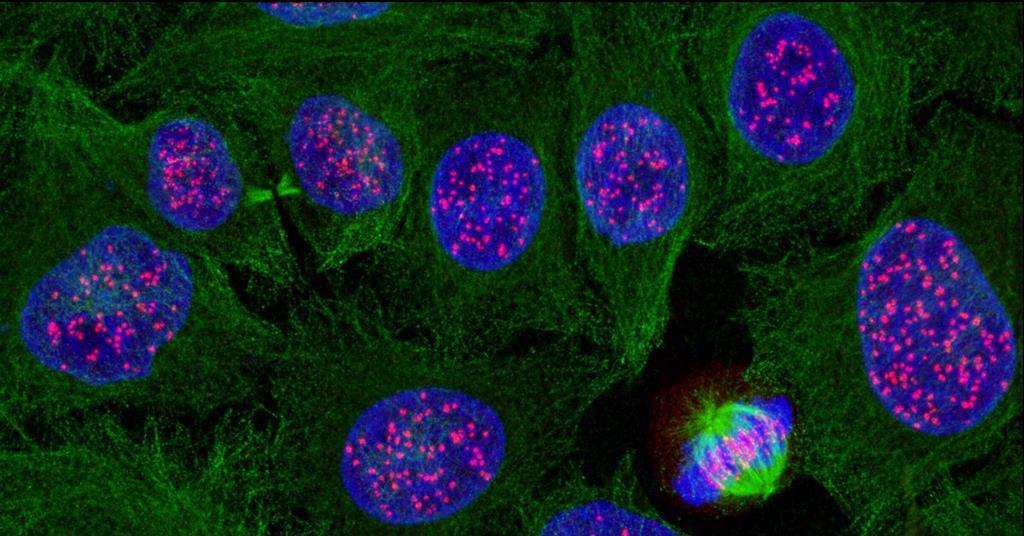 Dossier: Celcyclus | Verdieping | ScienceLink