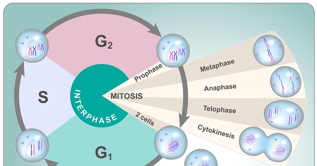 Dossier: Celcyclus | Verdieping | ScienceLink