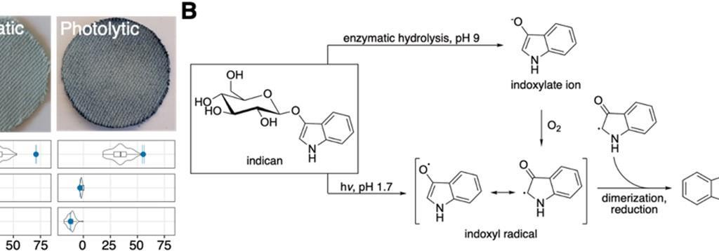 Sustainably dyeing jeans with enzymes | International | ScienceLink