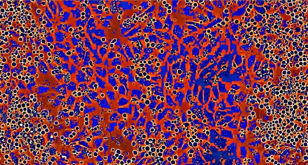 Stem cell switch | International | ScienceLink