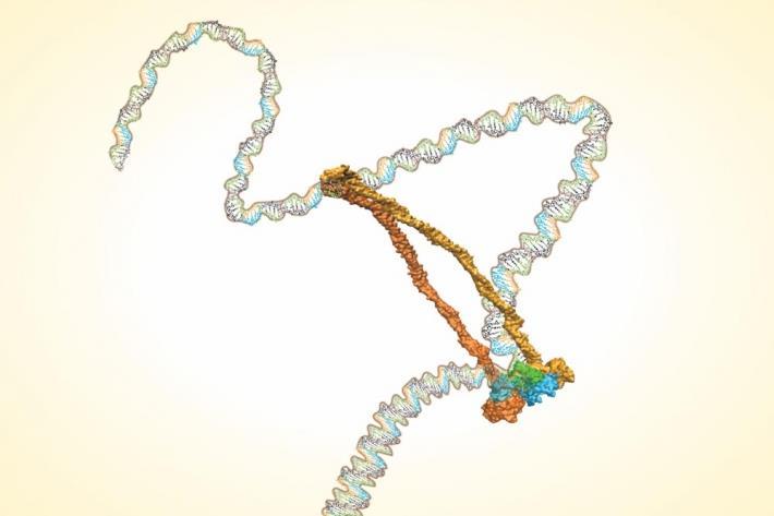 Condensine betrapt | Nieuws | ScienceLink