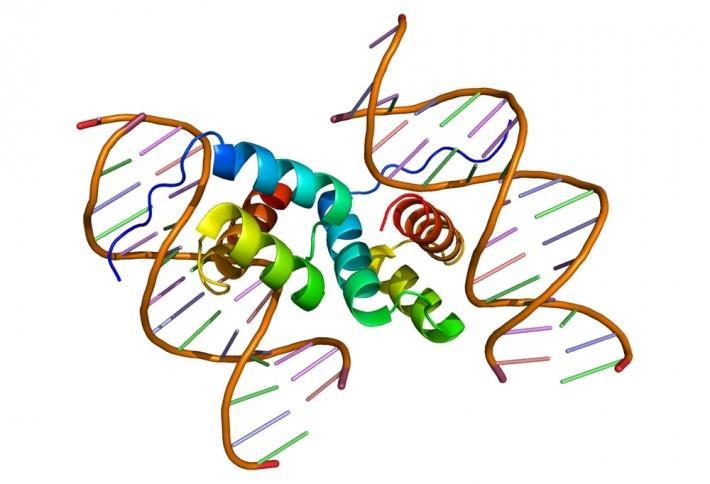Transcriptiefactoren tegen diabetes | Nieuws | ScienceLink
