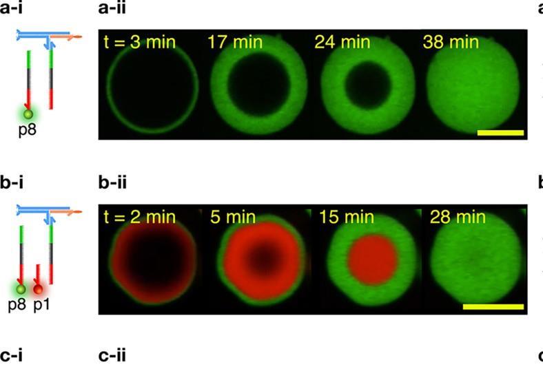 Artificial cell with compartments without membranes | International ...