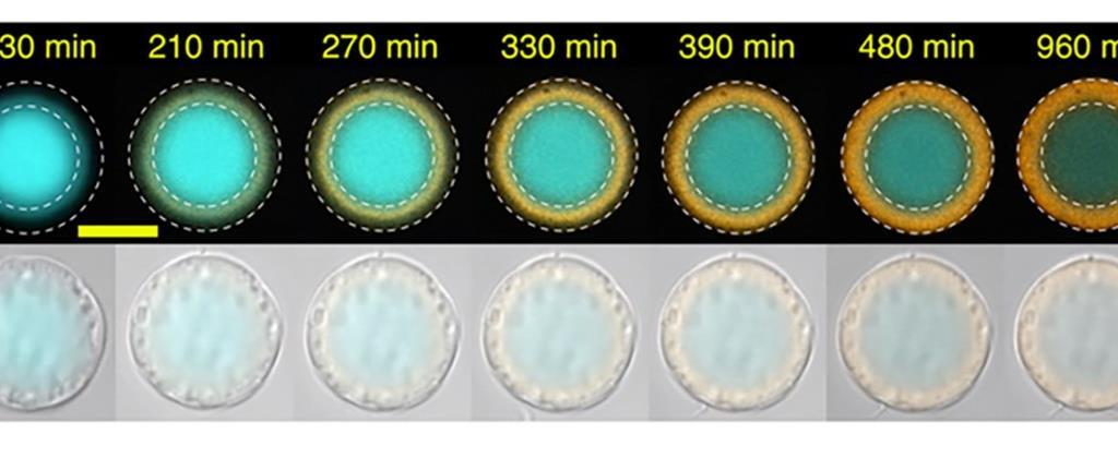 Artificial cell with compartments without membranes | International ...