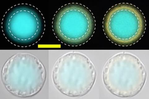 Artificial cell with compartments without membranes | International ...