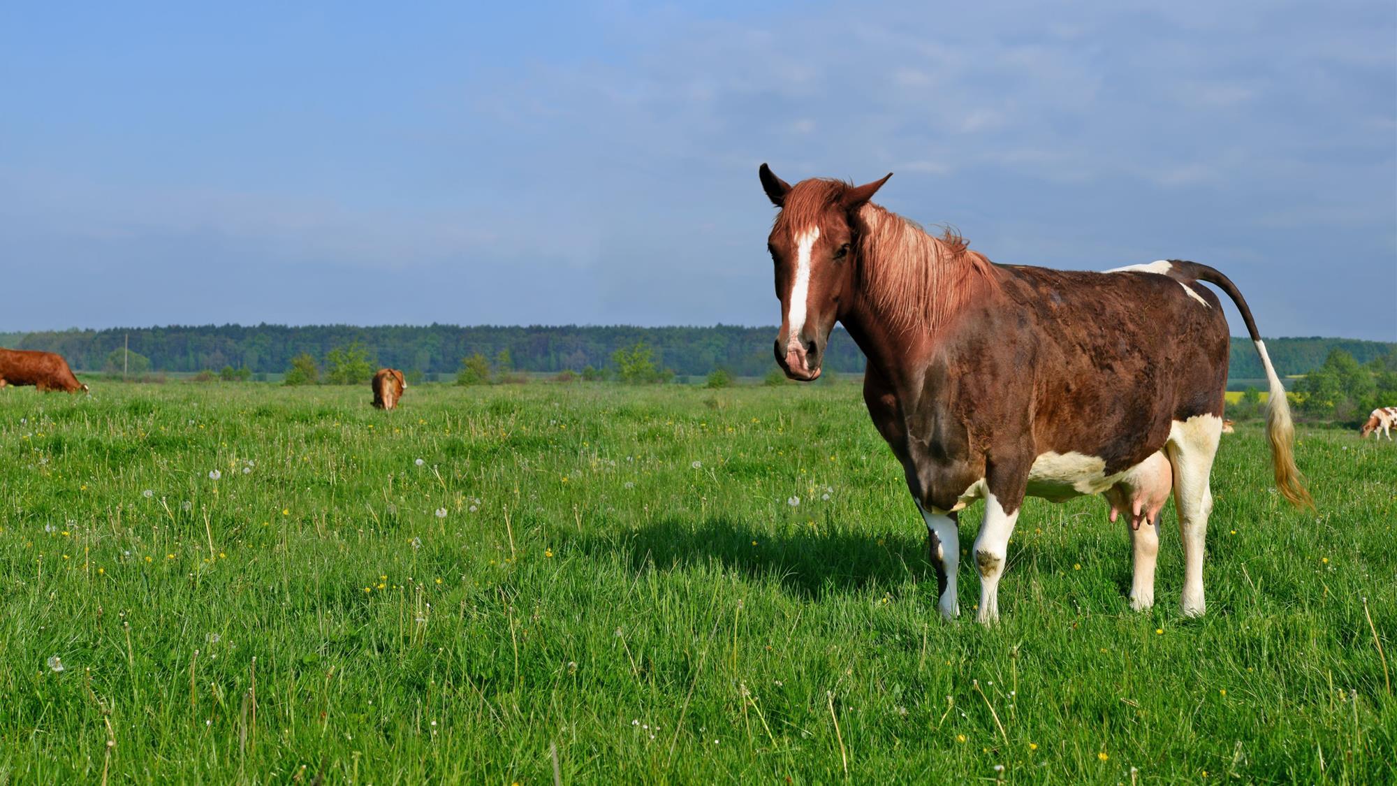 Paardenvlees, fipronil, melamine: voedselfraude kent vele vormen ...