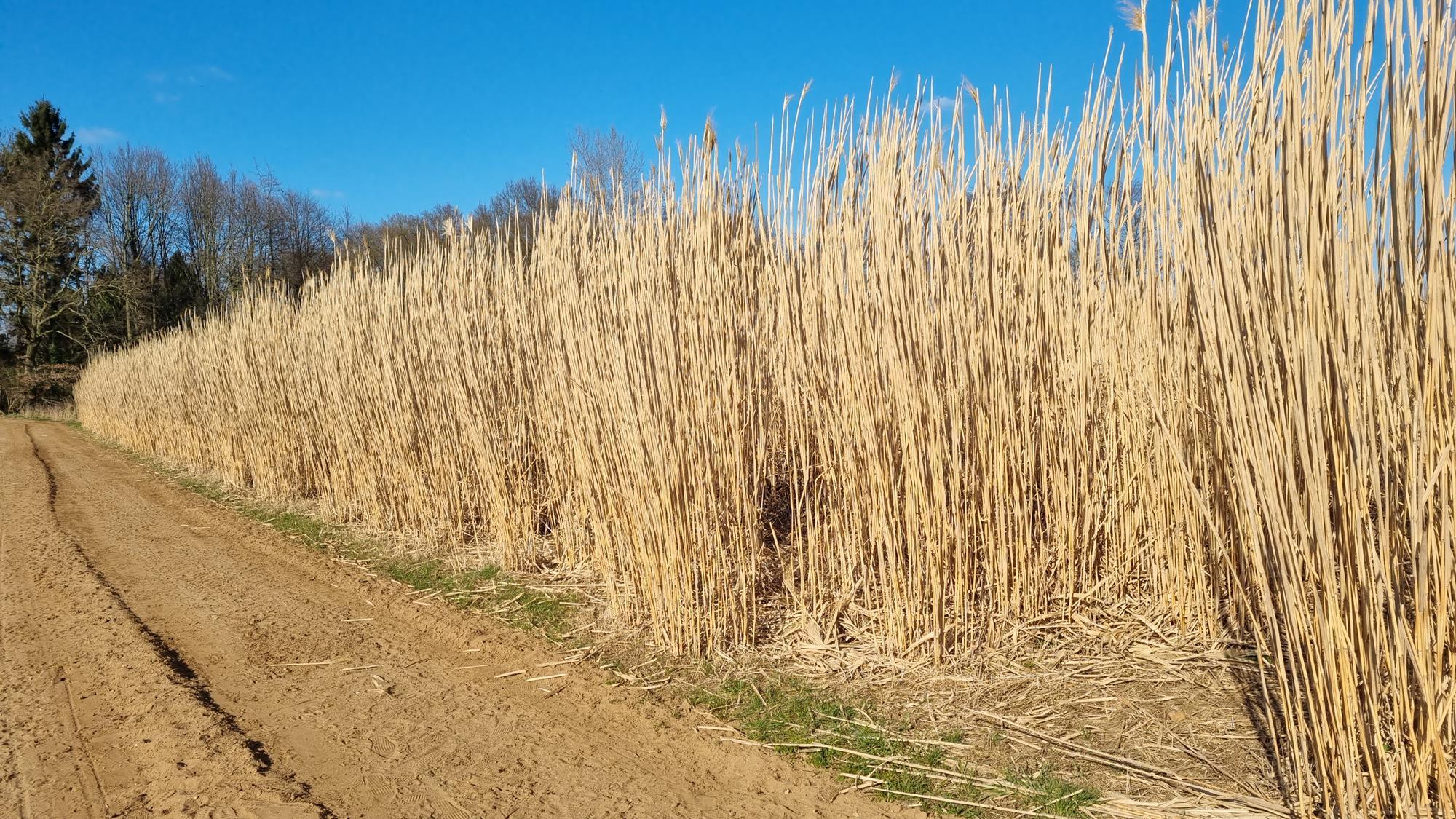 Asfalt van olifantsgras | Verdieping | ScienceLink