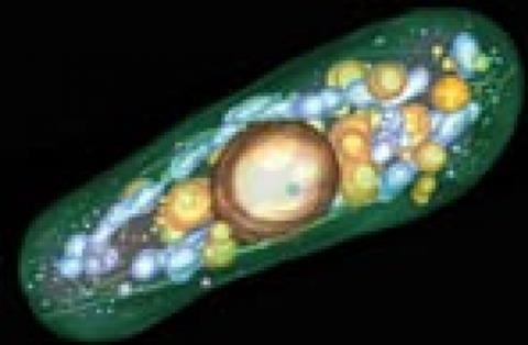 Bouwtekening van een gistcel | Nieuws | ScienceLink