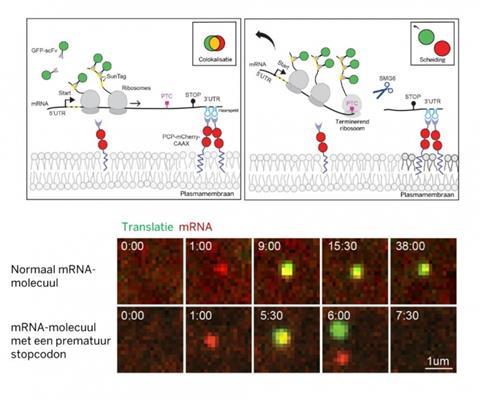 Genexpressie in de spotlight | Nieuws | ScienceLink
