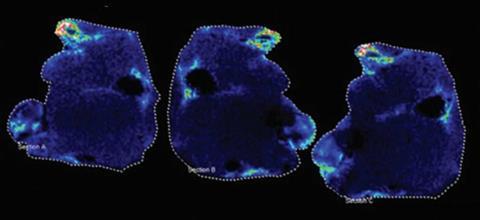 Massaspectrometer brengt muizenlever in kaart | Nieuws | ScienceLink