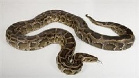 Hoe een slang een gifslang wordt | Nieuws | ScienceLink