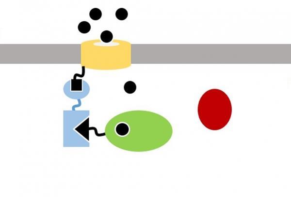 Chain gang in een gistcel | Nieuws | ScienceLink