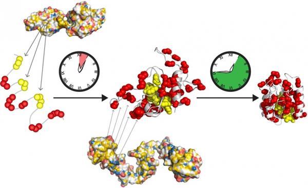 Chaperonne houdt eiwitvouwing juist tegen | Nieuws | ScienceLink