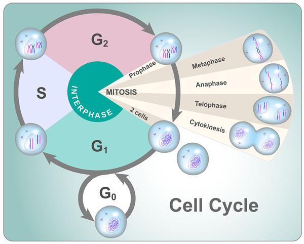 Dossier: Celcyclus | Verdieping | ScienceLink